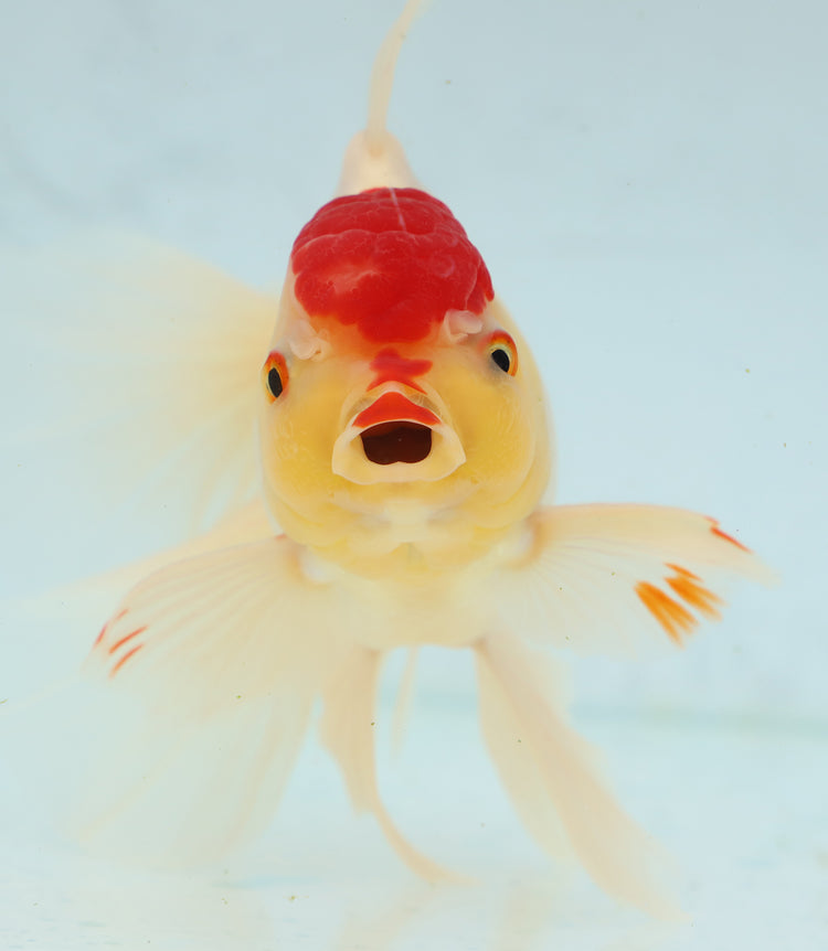 West View Fancies | UK Fancy Goldfish Suppliers