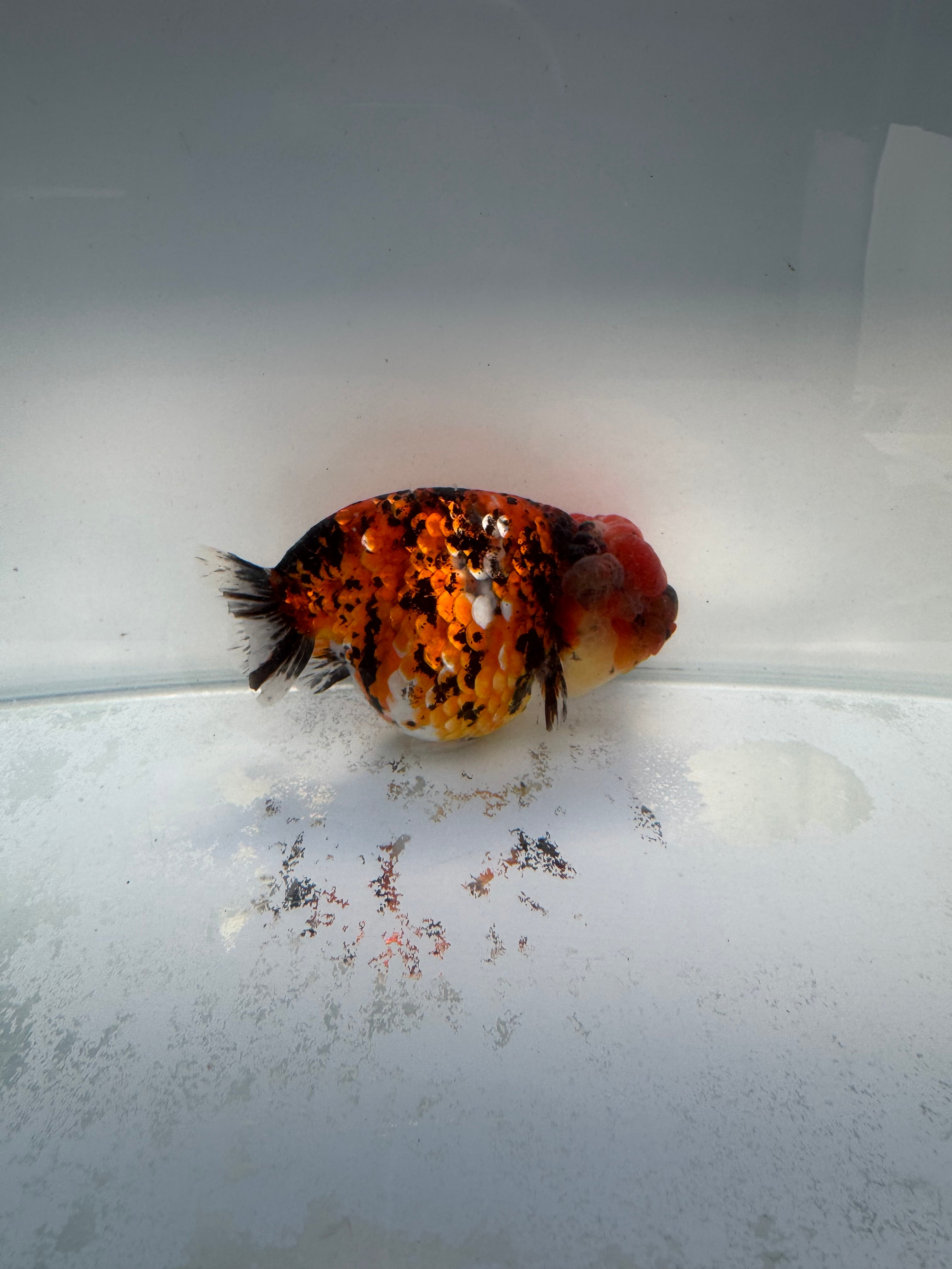 Calico Ranchu. WVF165. Direct from Meng Lee – West View Fancies